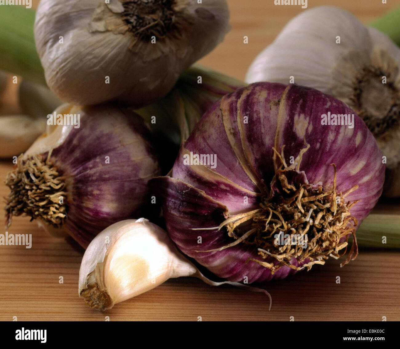common garlic (Allium sativum), garlic Stock Photo - Alamy