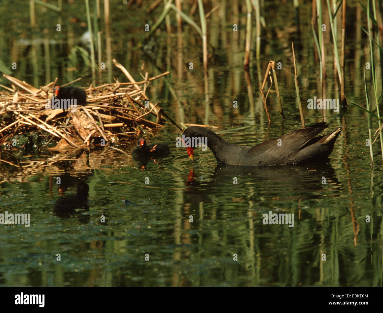 dusky moorhen (Gallinula tenebrosa), adult at the nest chicks Stock ...