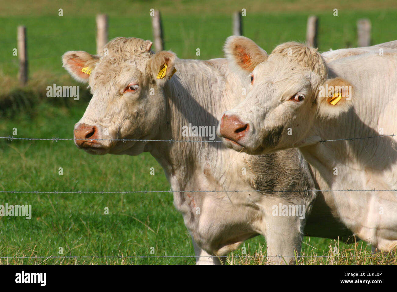 Charolais Cattle Domestic Cattle Bos Primigenius F Taurus With