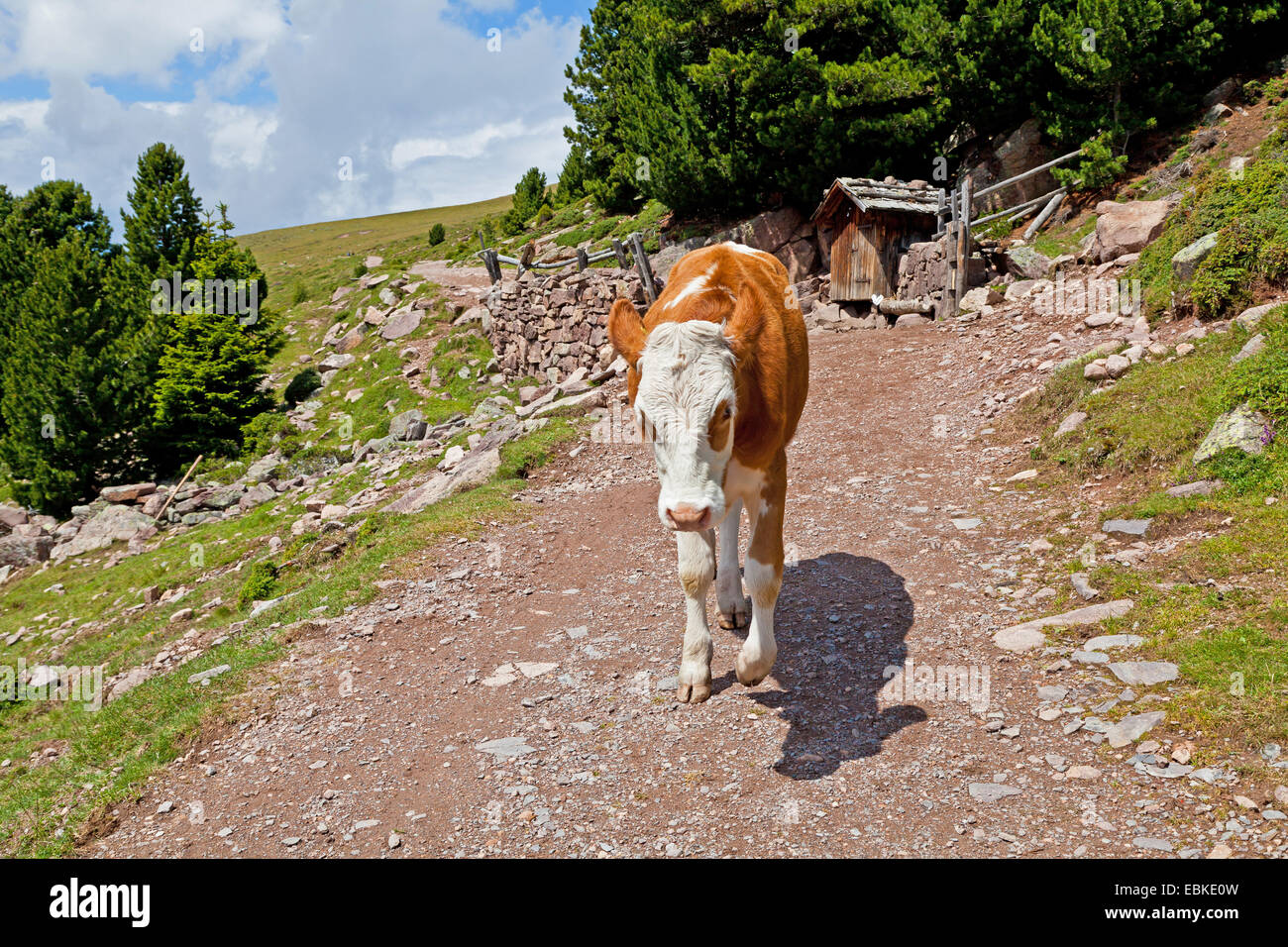 Cattle path hi-res stock photography and images - Alamy