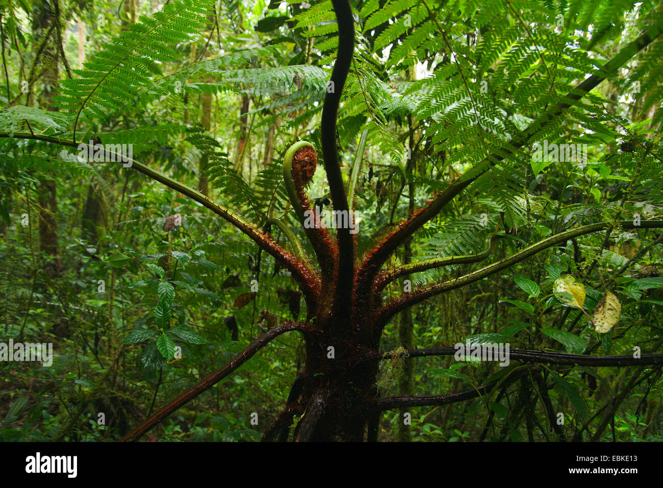 tree fern in cloud forest, Colombia, Parque Ucumari Stock Photo - Alamy