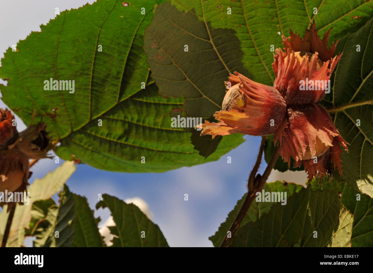 Giant hazel (Corylus maxima 'Purpurea', Corylus maxima Purpurea ...