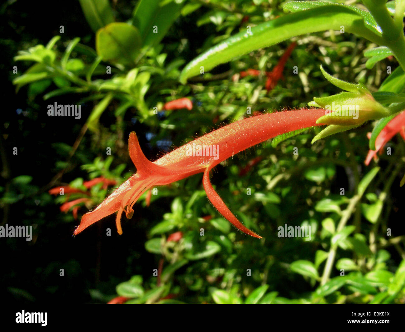 Columnea hi-res stock photography and images - Alamy