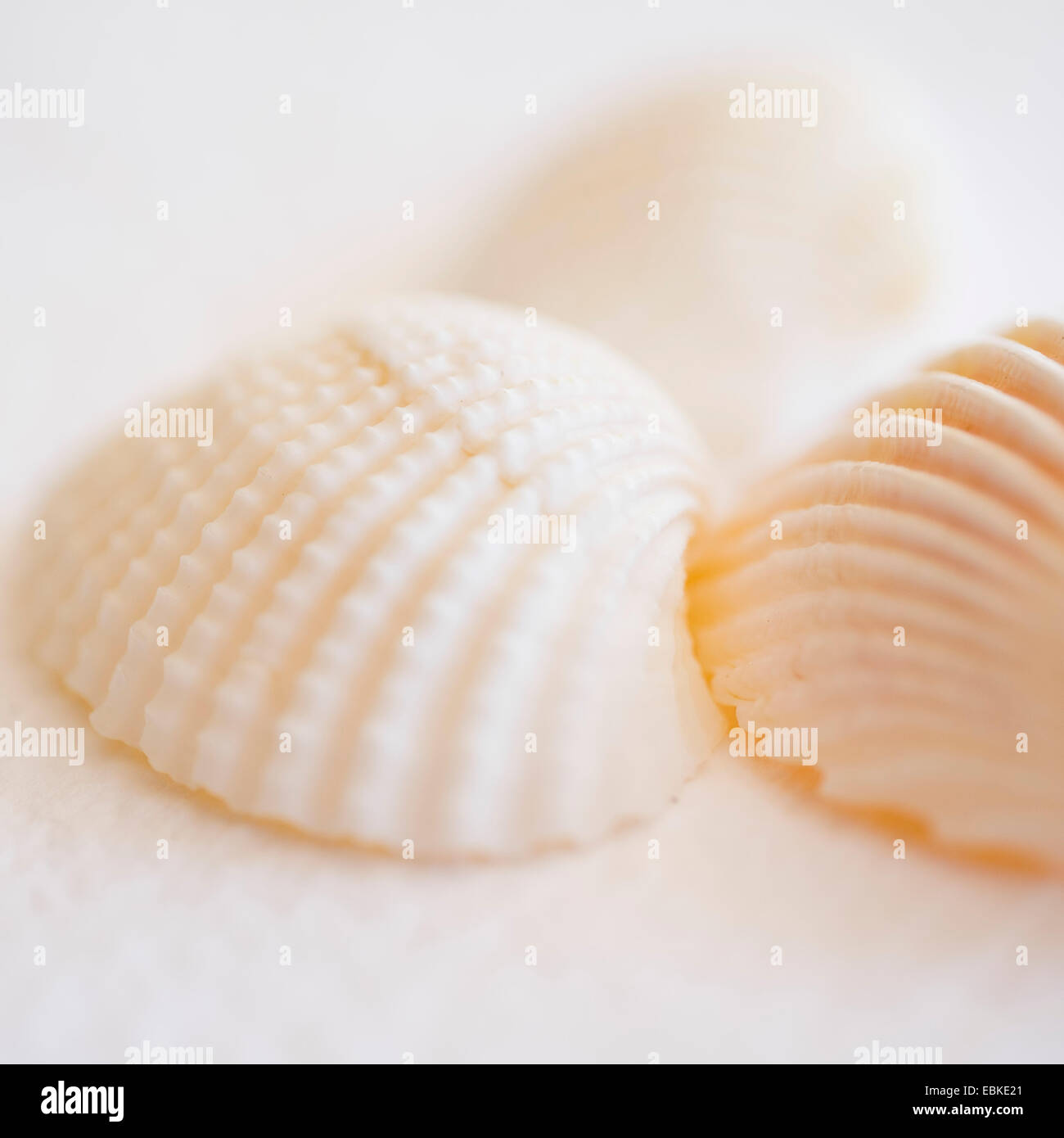 Beige seashells hi-res stock photography and images - Alamy
