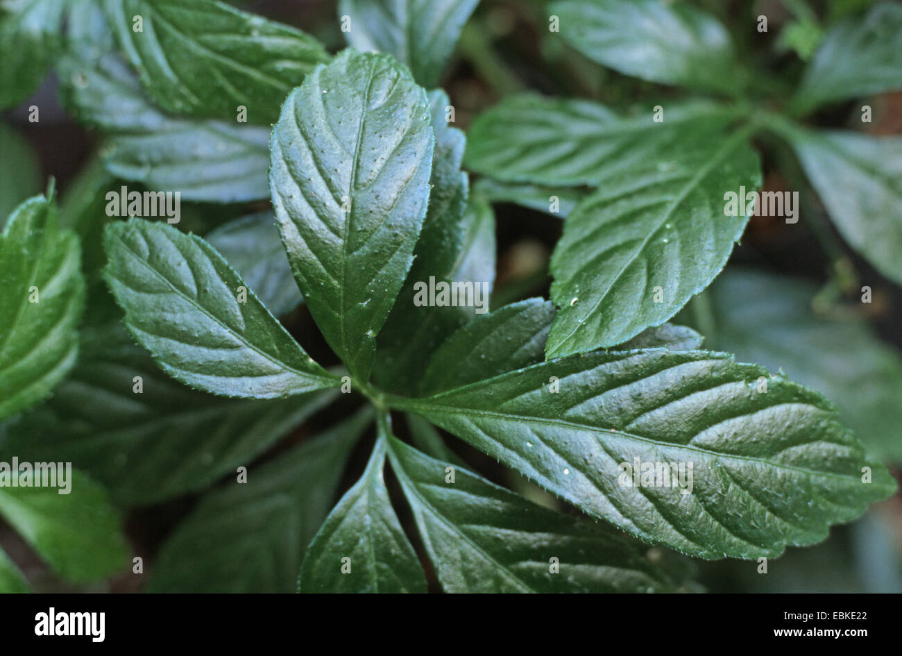 Jiaogulan (Gynostemma pentaphyllum), leaves Stock Photo - Alamy