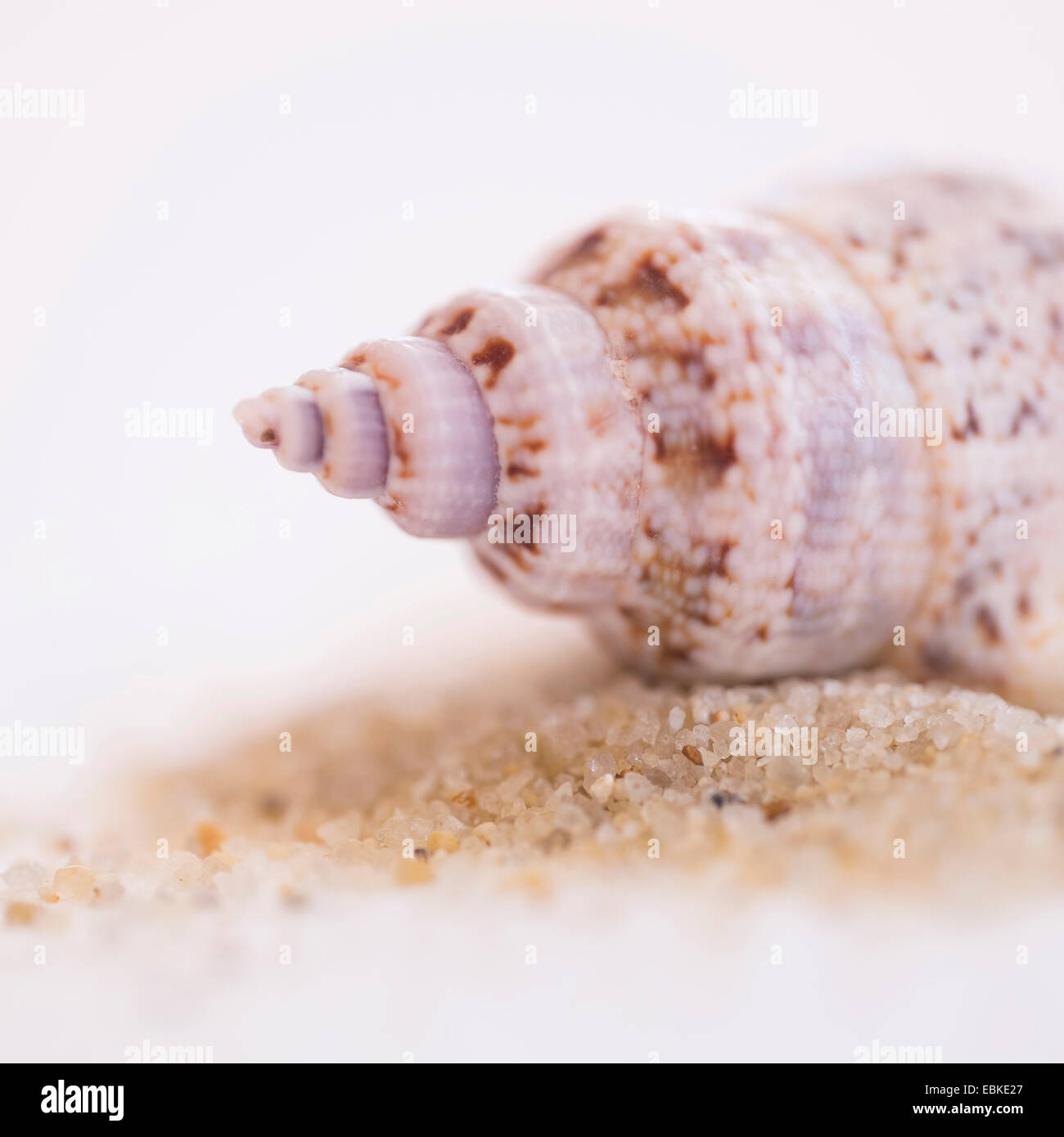 Studio shot of seashell Stock Photo - Alamy
