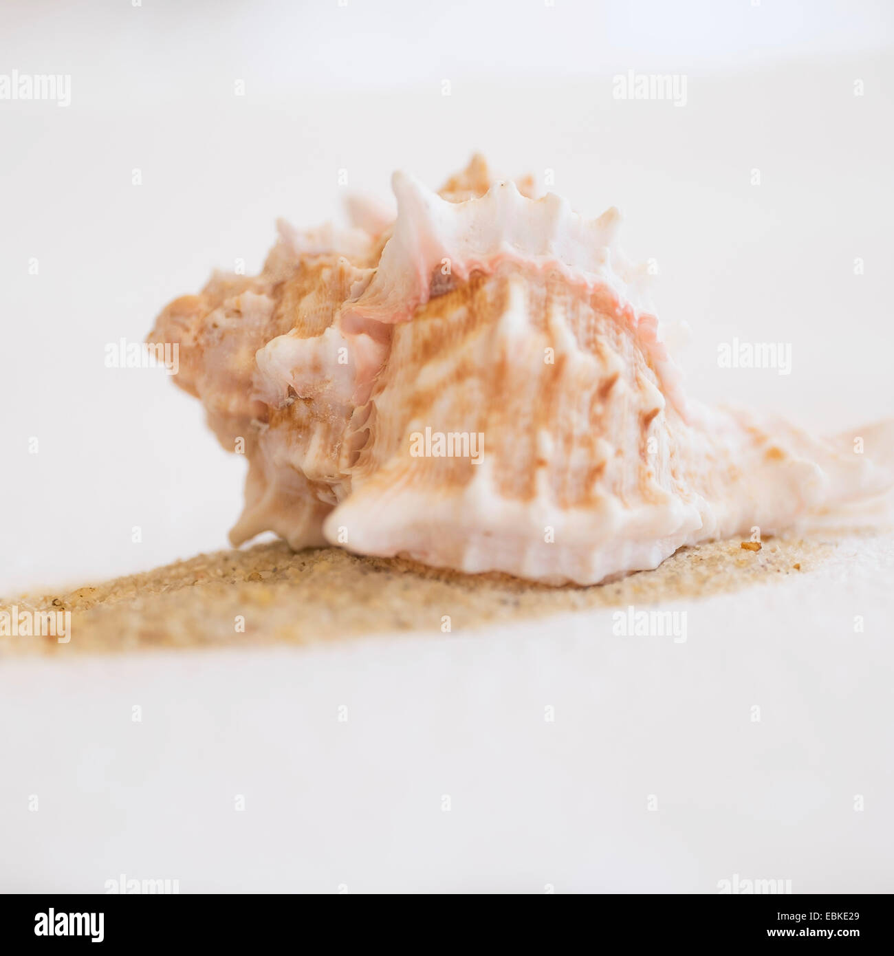 Seashell Patterns High Resolution Stock Photography and Images - Alamy