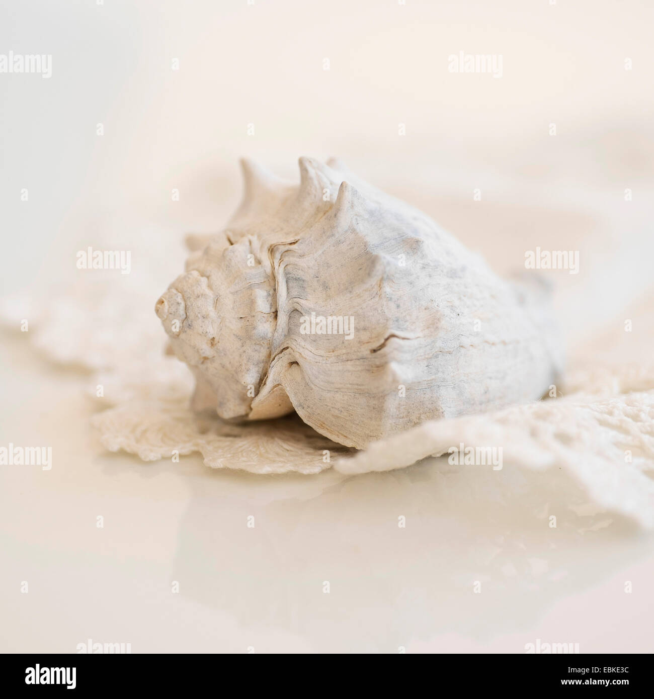 Seashell patterns hi-res stock photography and images - Alamy