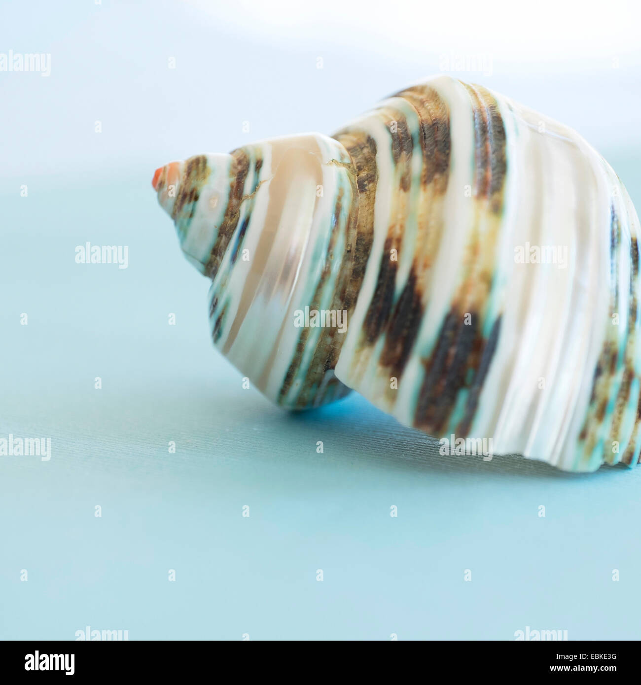 Seashell pattern hi-res stock photography and images - Alamy