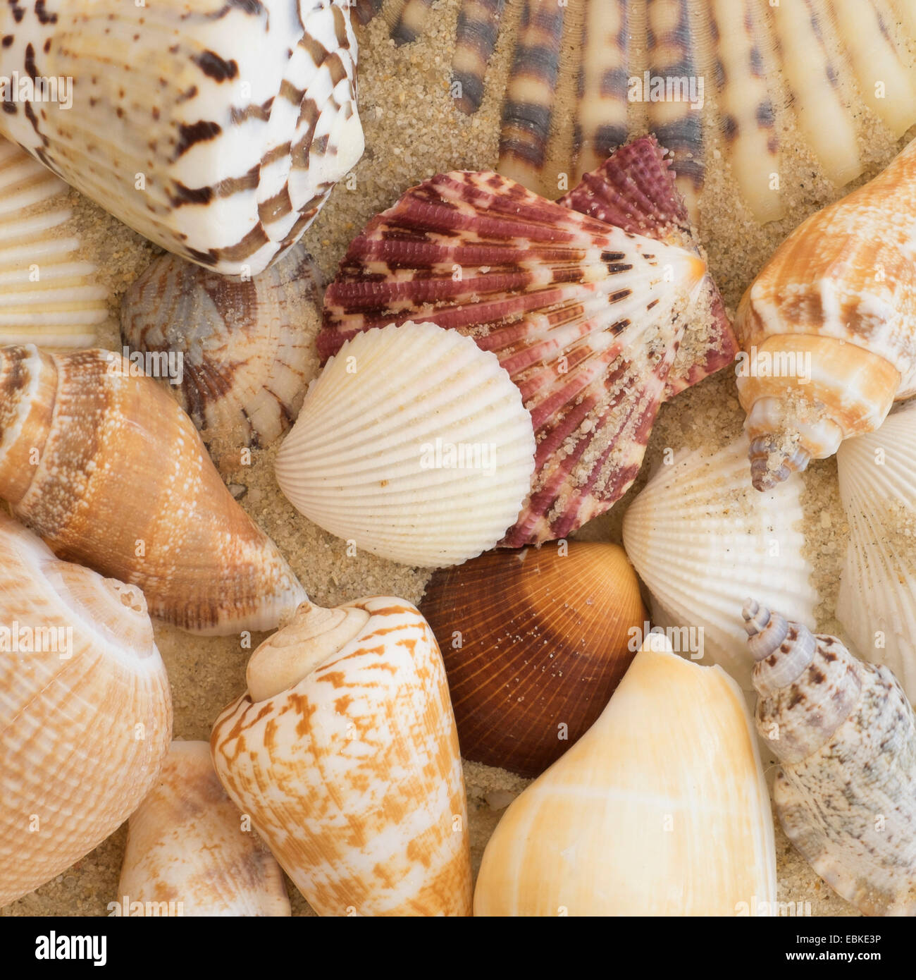 Studio shot of seashells Stock Photo - Alamy