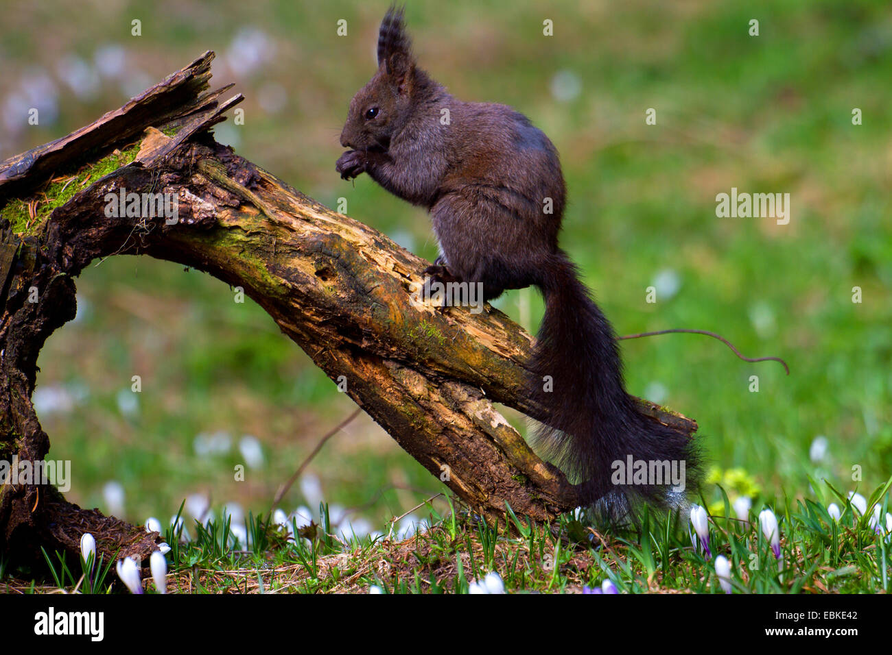 European red squirrel, Eurasian red squirrel (Sciurus vulgaris ...