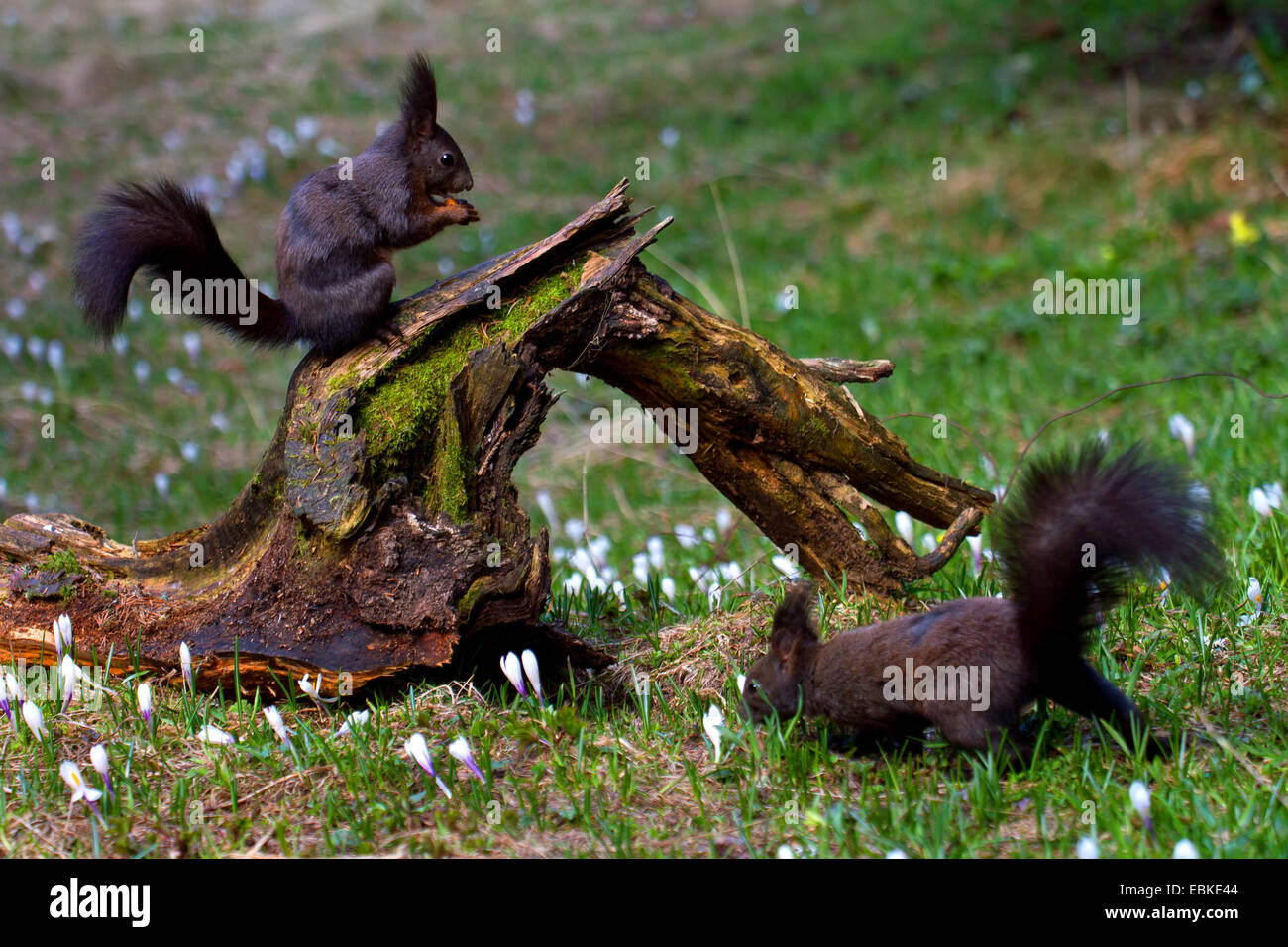 European red squirrel, Eurasian red squirrel (Sciurus vulgaris), two ...