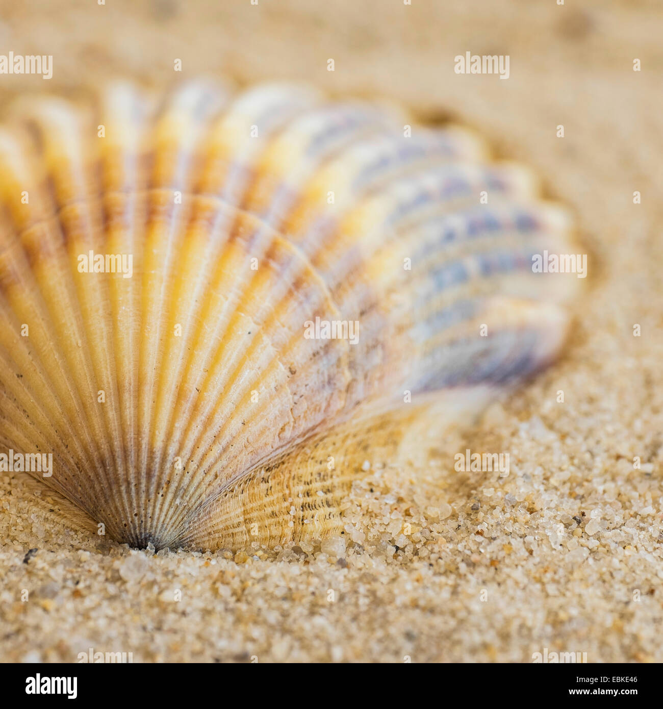 Seashell patterns hi-res stock photography and images - Alamy