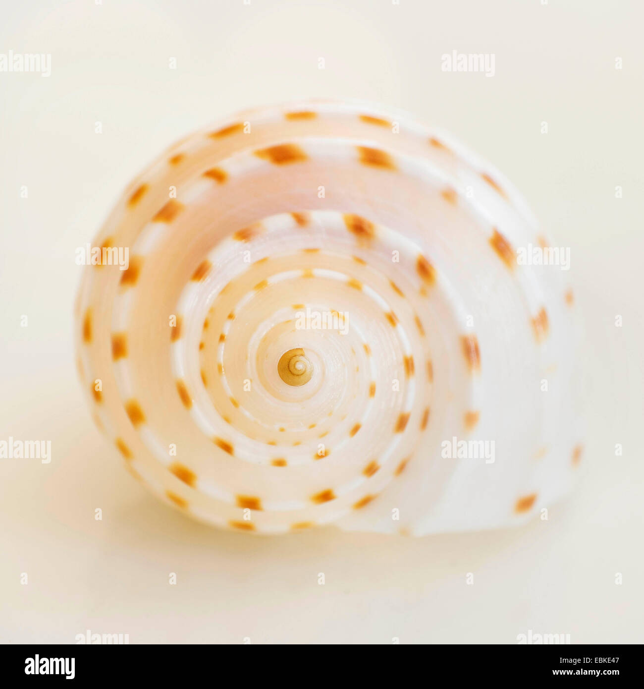 Bay Seashell Template