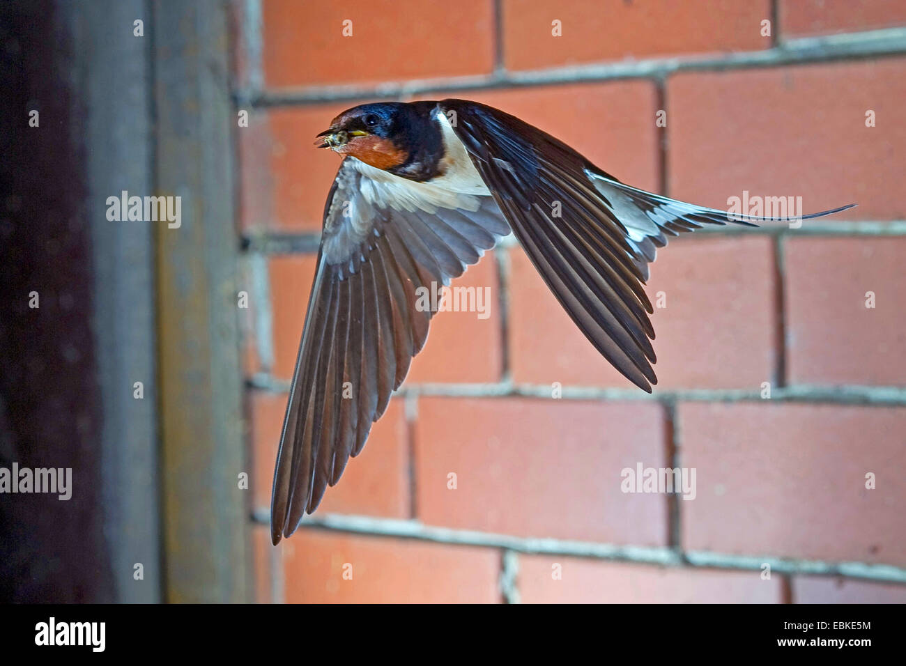Swallows in flight on facade hi-res stock photography and images - Alamy