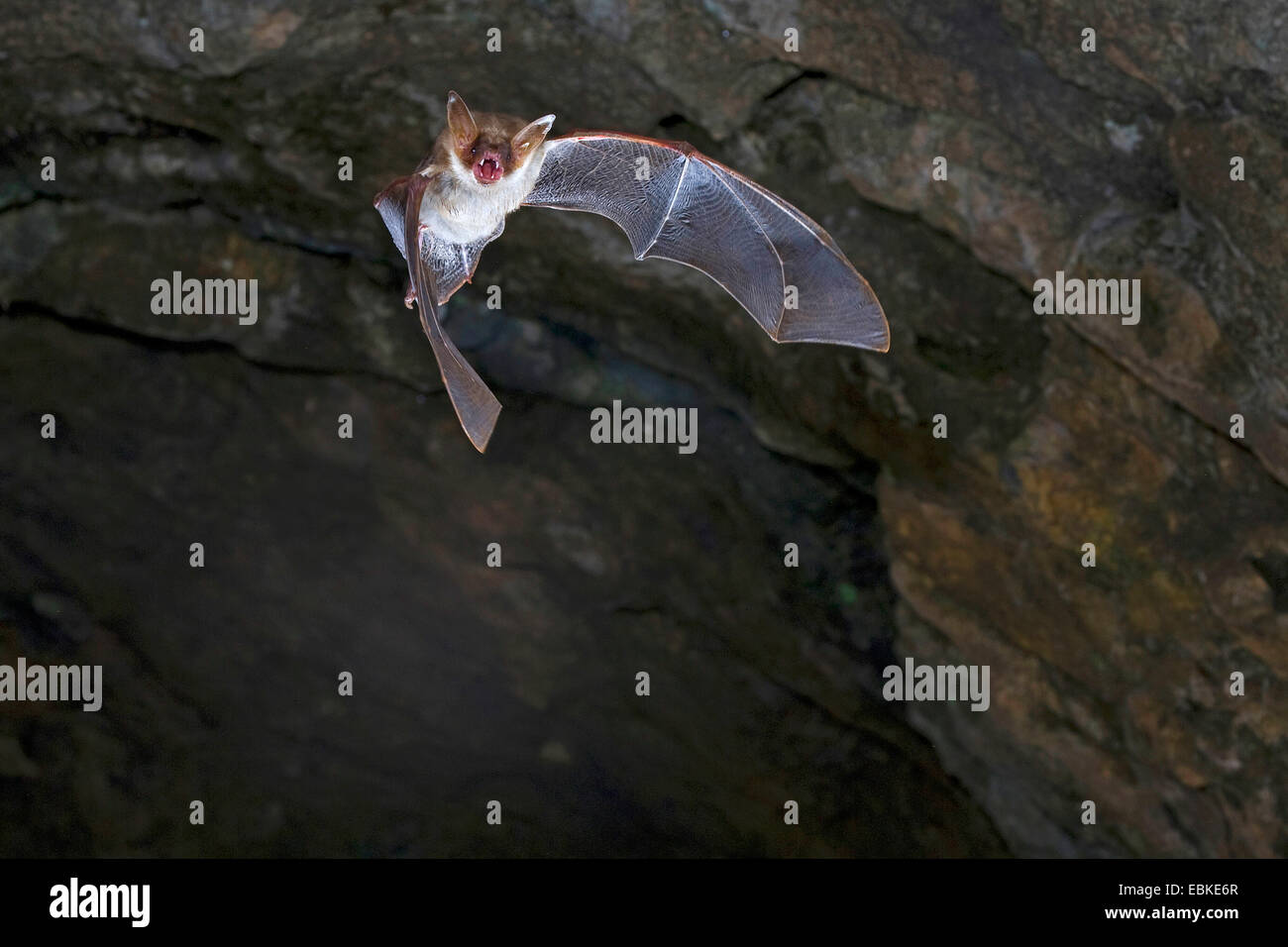 Greater Mouse-eared bat, Large Mouse-Eared Bat (Myotis myotis), leaving ...