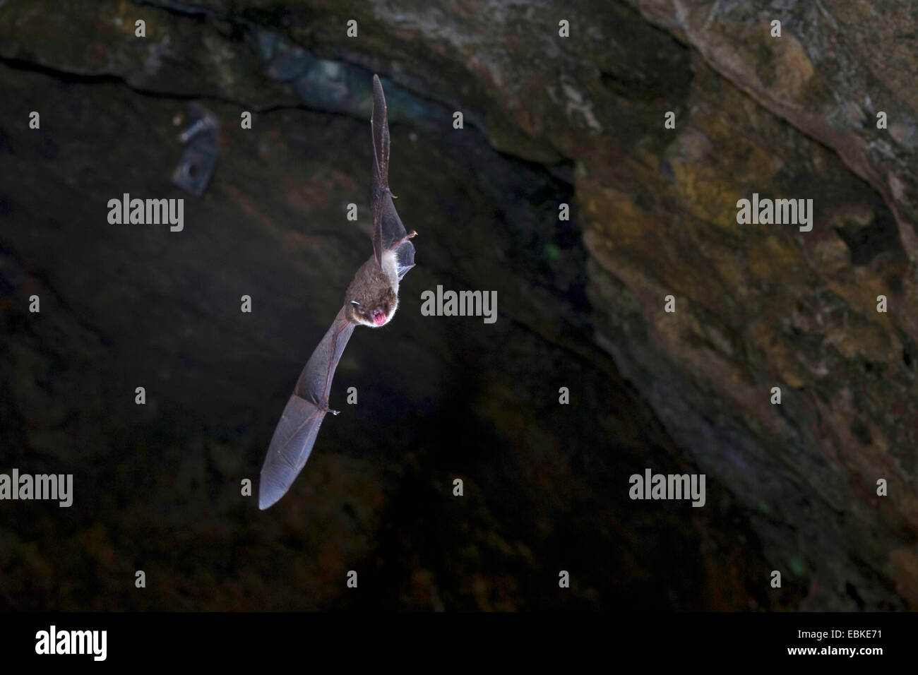 Daubenton's bat (Myotis daubentoni), leaving cave, Germany, Harz Stock ...