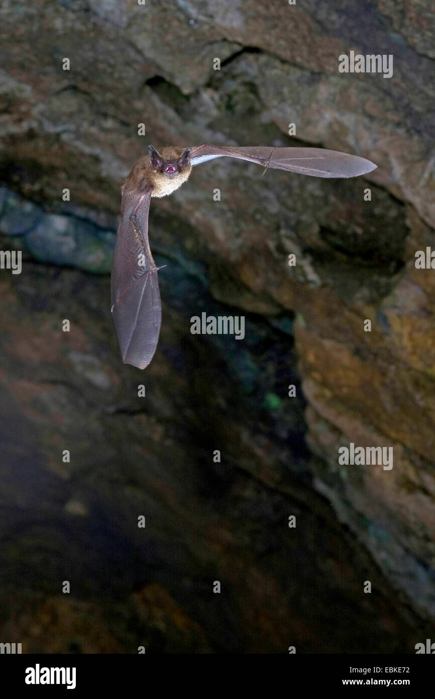 Daubenton's bat (Myotis daubentoni), leaving cave, Germany, Harz Stock ...