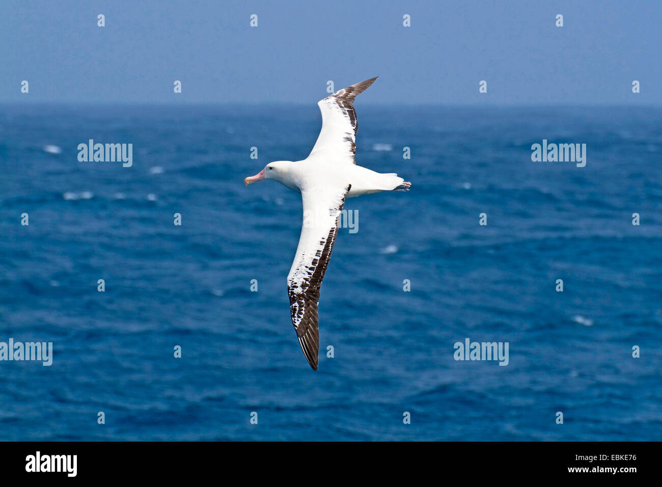 Diomedea exulans hi-res stock photography and images - Alamy