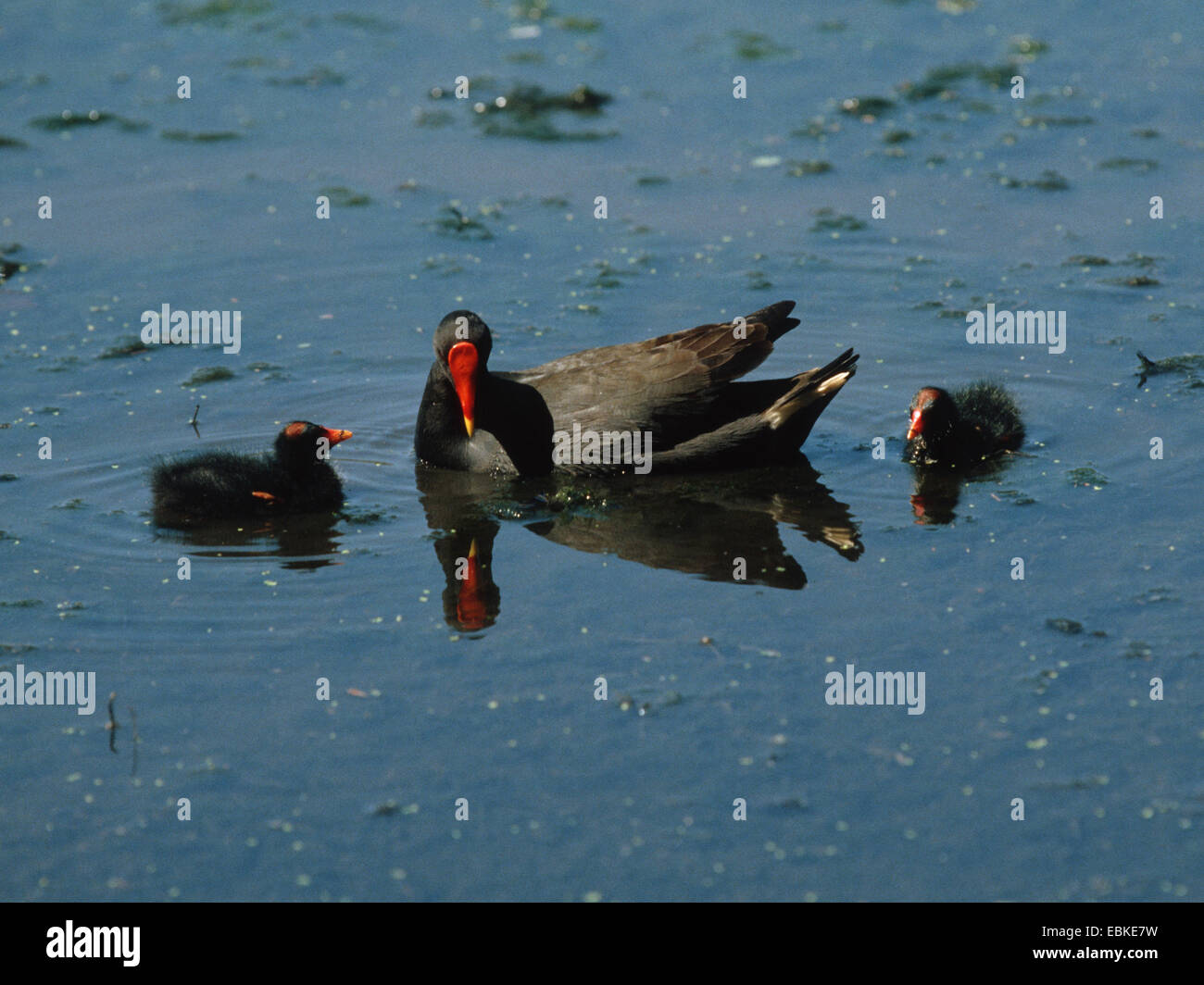 dusky moorhen (Gallinula tenebrosa), Adult with two chicks Stock Photo ...