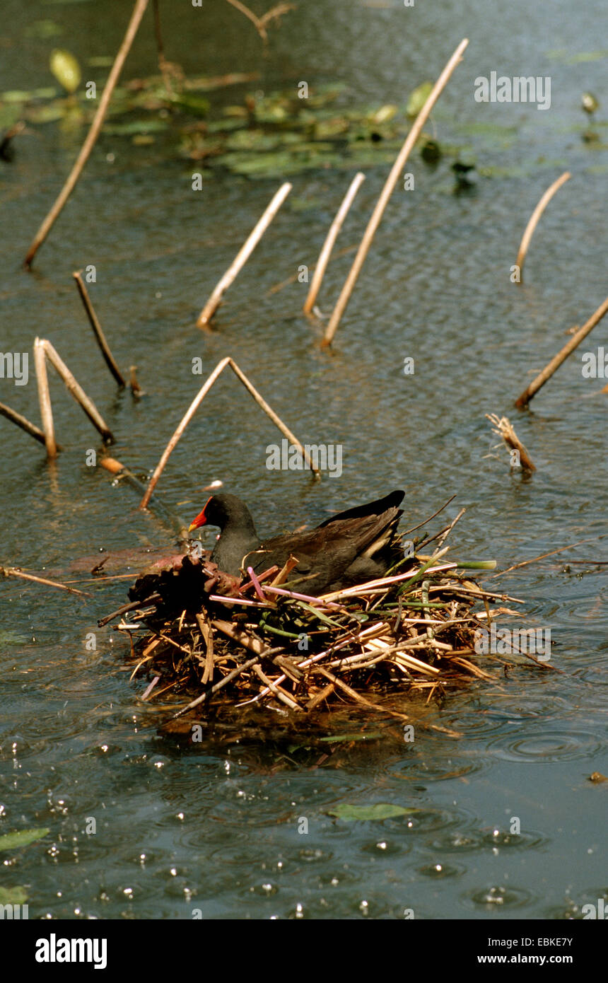 dusky moorhen (Gallinula tenebrosa), Breeding adult on the nest Stock ...