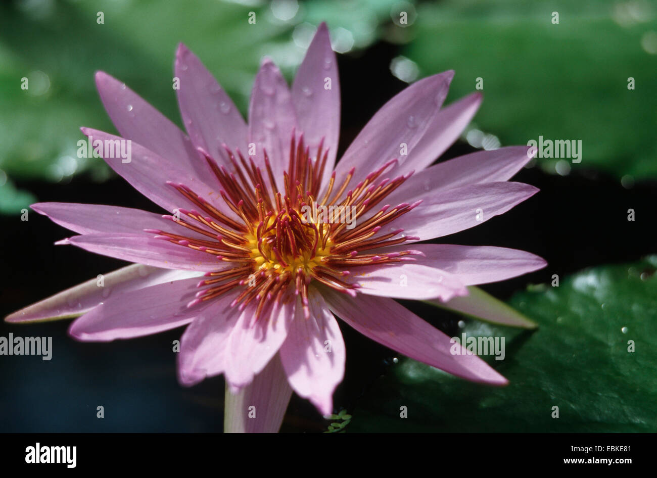 Egyptian lotus, blue lotus of the nile, blue water lily (Nymphaea ...