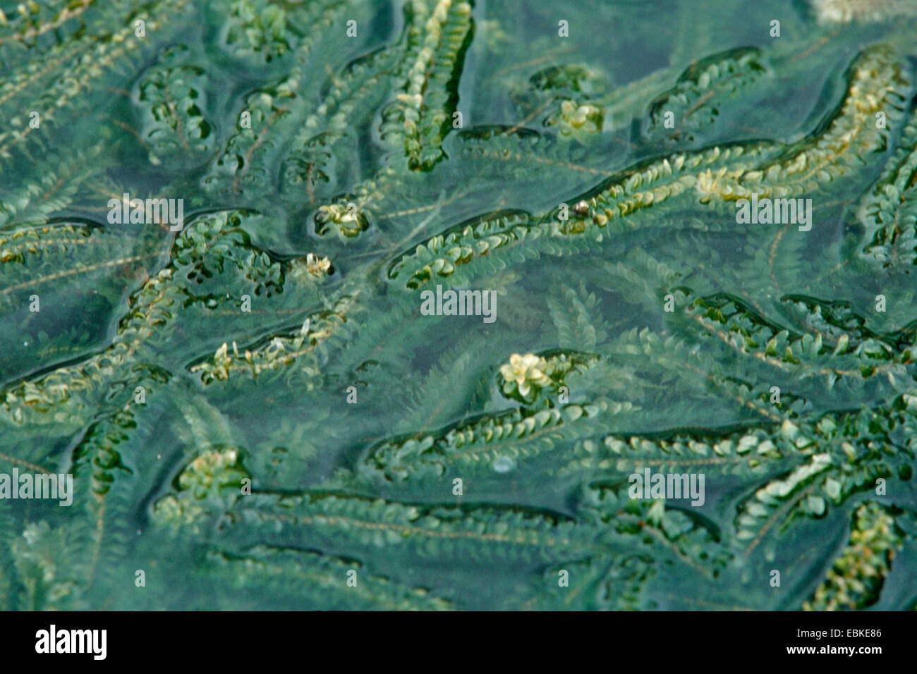 nuttall waterweed (Elodea nuttallii), habit, Germany Stock Photo - Alamy