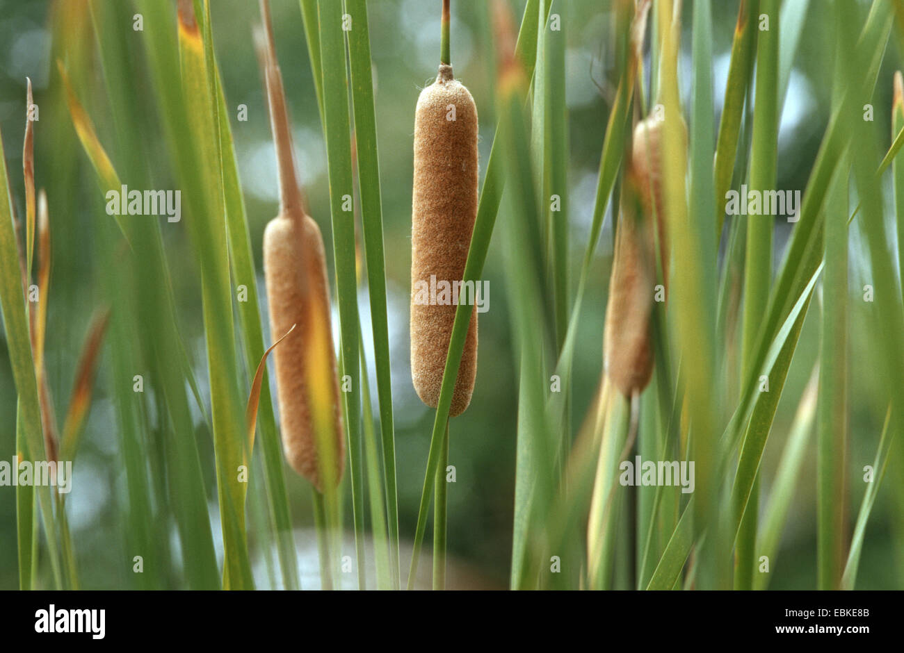 Typha elephantina hi-res stock photography and images - Alamy