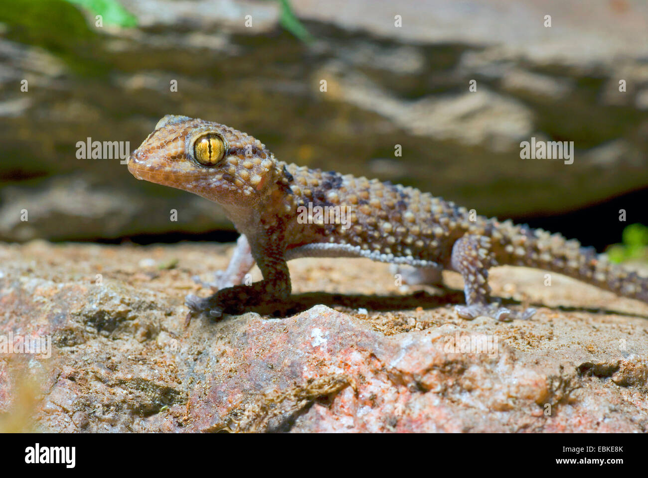 Turner's Thick-toed Gecko (Chondrodactylus turneri), on a stone Stock ...