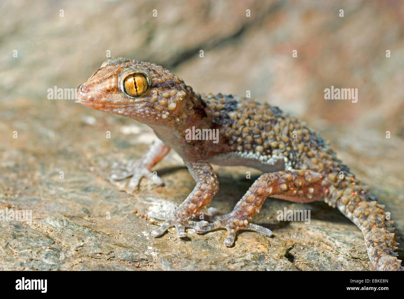 Turner's Thick-toed Gecko (Chondrodactylus turneri), on a stone Stock ...
