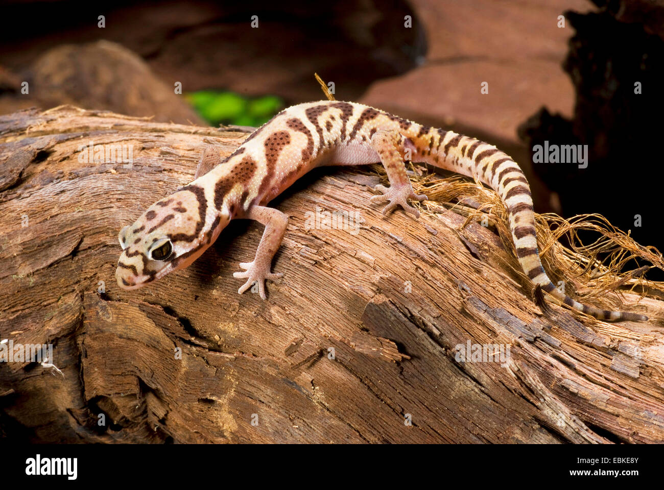 Central American Banded Gecko (Coleonyx mitratus), on a branch Stock ...