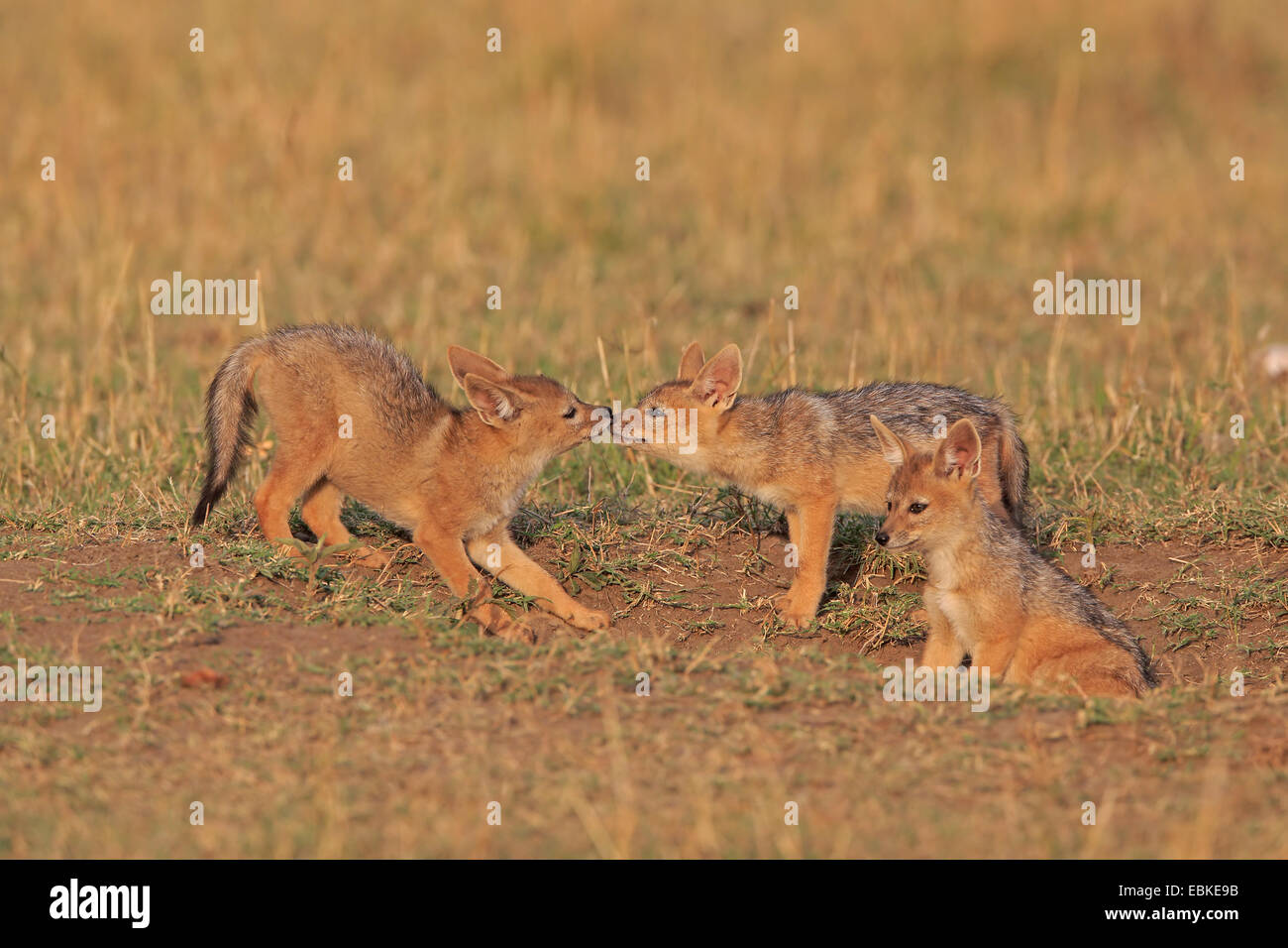 Three juvenile Black-backed Jackals by their den Stock Photo - Alamy