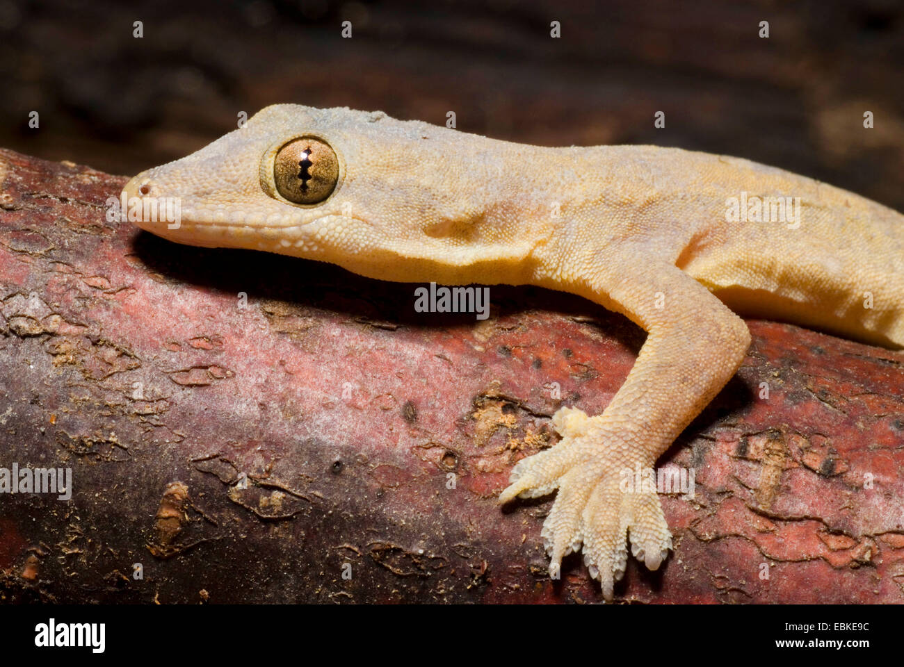 Flat-tailed House Gecko (Cosymbotus platyurus), portrait, Owen Stock ...