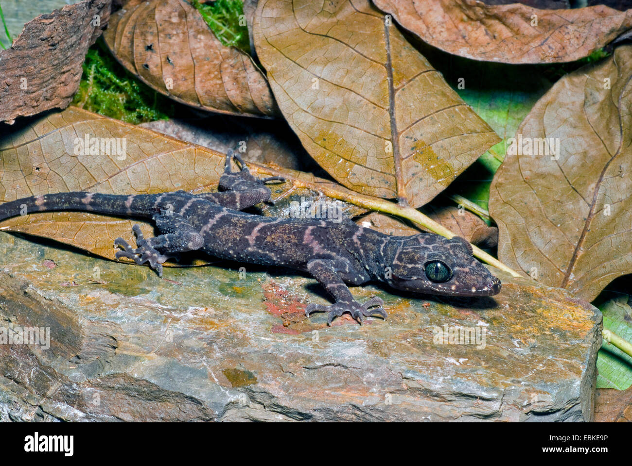 Peters' Bow-fingered Gecko, Banded Forest Gecko (Cyrtodactylus ...