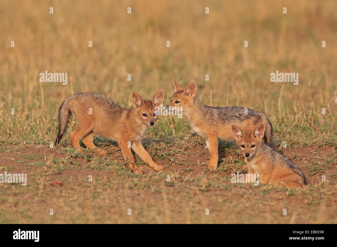 Three juvenile Black-backed Jackals by their den Stock Photo - Alamy