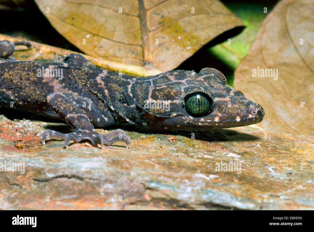 Peters' Bow-fingered Gecko, Banded Forest Gecko (Cyrtodactylus ...