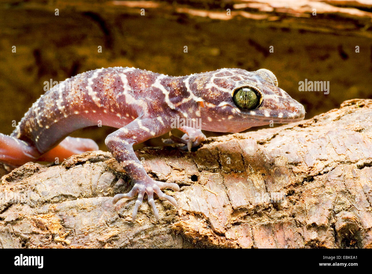 Peters' Bow-fingered Gecko, Banded Forest Gecko (Cyrtodactylus ...