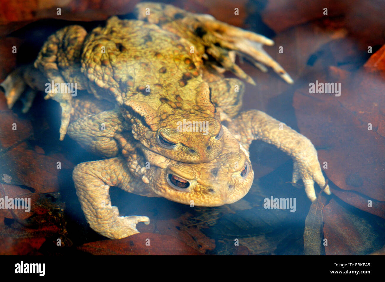 European common toad (Bufo bufo), couple, amplexus under water, Germany Stock Photo - Alamy