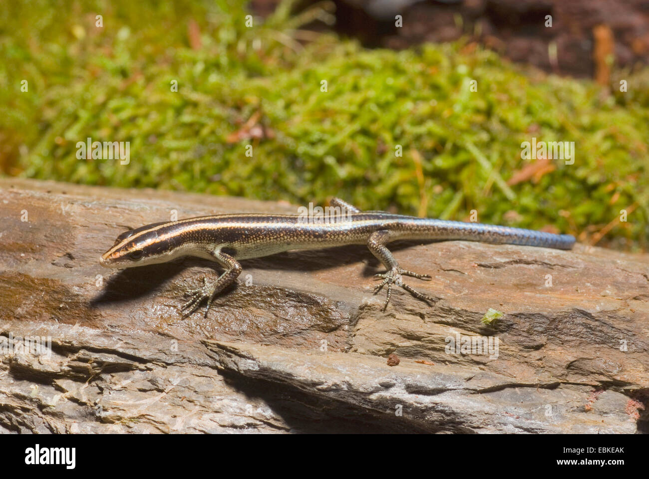 Coastal Blue-tailed Skink (Emoia cyanura), on a stone Stock Photo - Alamy