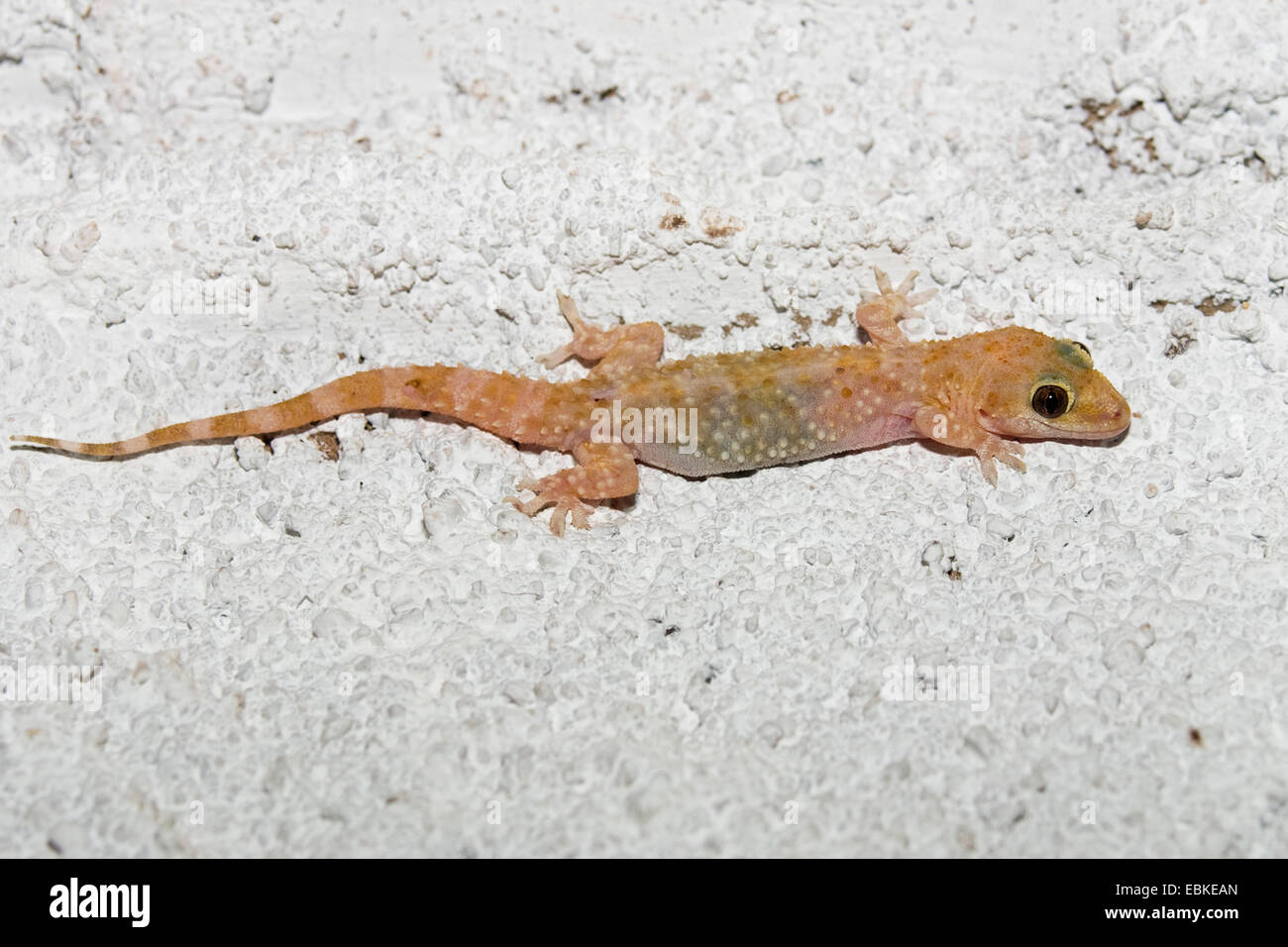 Turkish gecko, Mediterranean gecko (Hemidactylus turcicus), Turkish ...