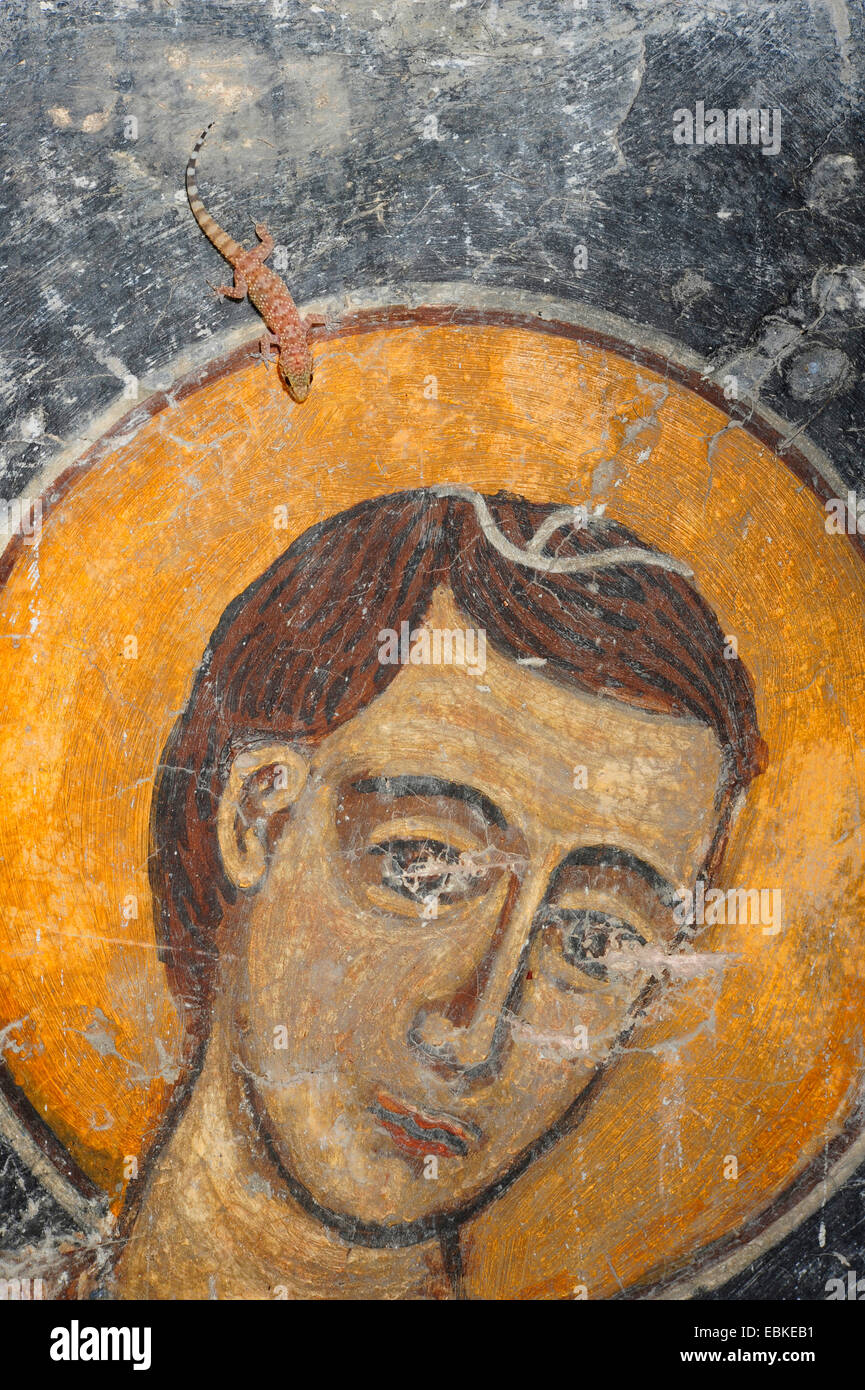 Turkish gecko, Mediterranean gecko (Hemidactylus turcicus), sitting on ...