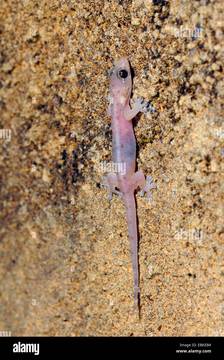 Brook's half-toed gecko, Brook's gecko, African house gecko ...