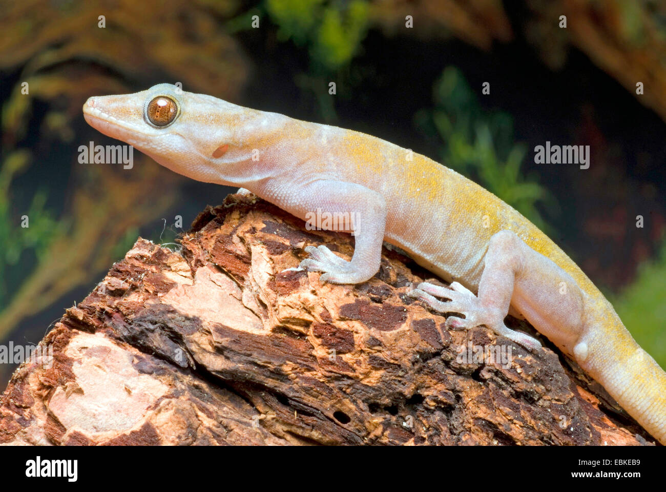 Golden gecko (Gekko ulikovskii auratus, Gekko auratus), on a root Stock ...