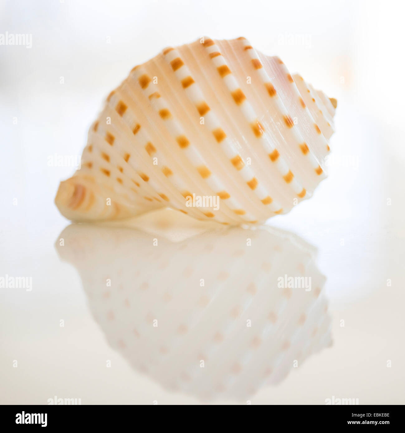 Seashell patterns hi-res stock photography and images - Alamy
