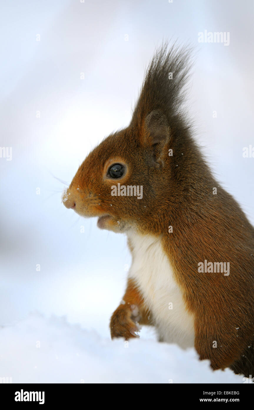 European red squirrel, Eurasian red squirrel (Sciurus vulgaris ...