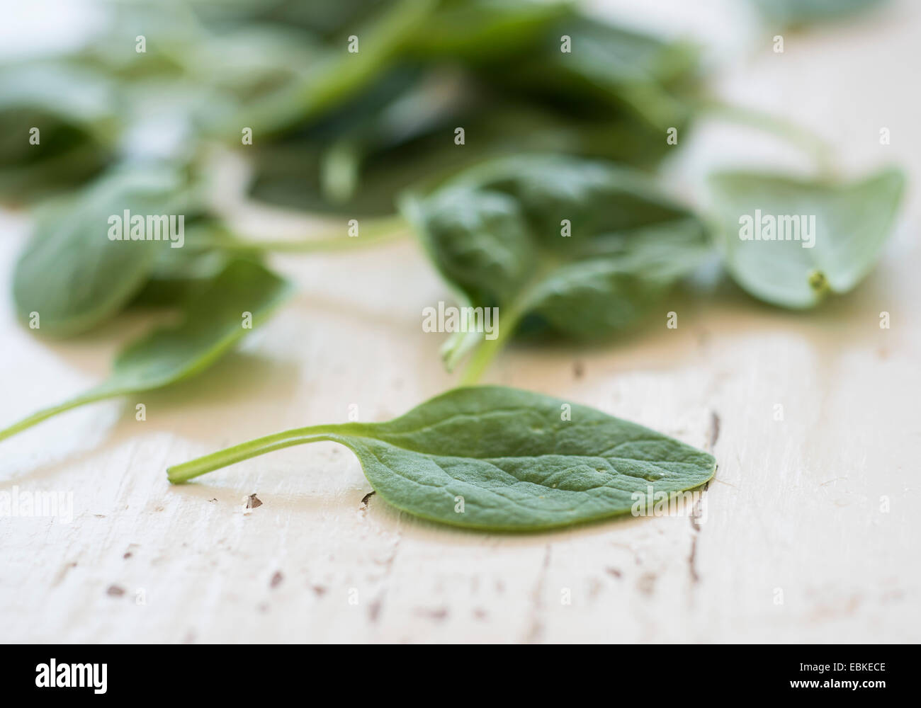 Close up of baby spinach hi-res stock photography and images - Alamy