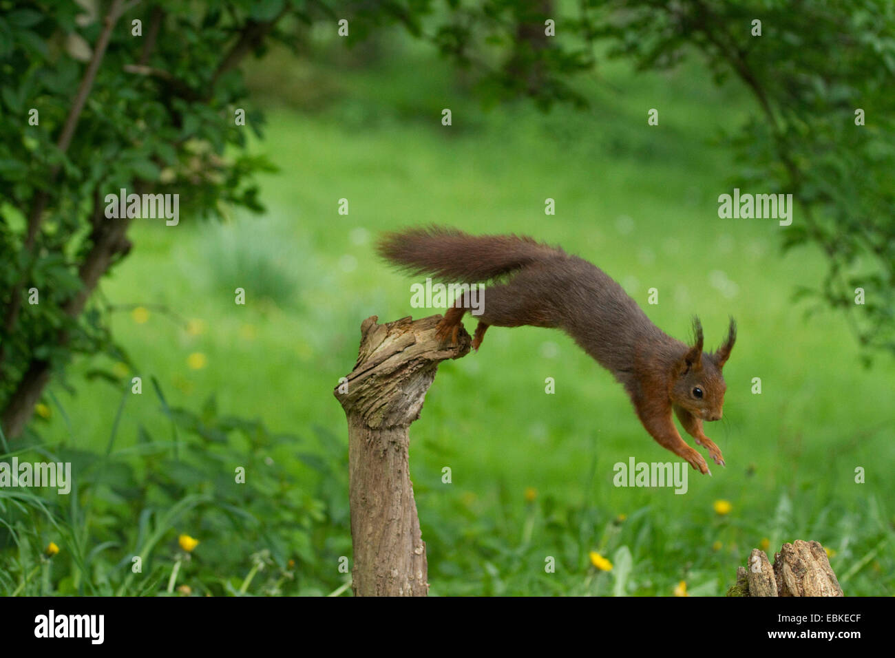 Wooden pile piles pylon pylons hi-res stock photography and images - Alamy
