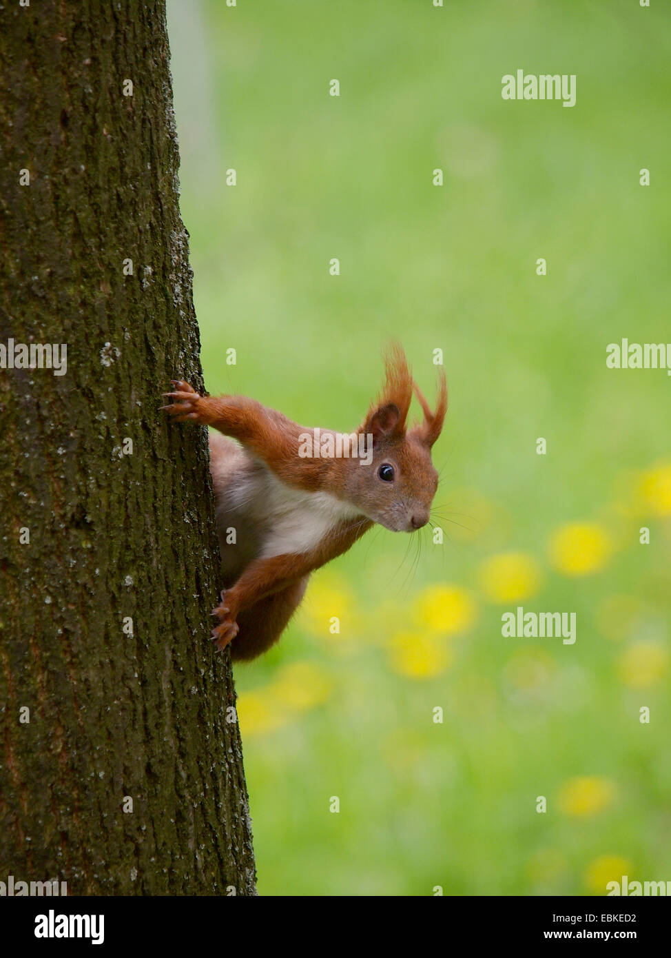 European red squirrel, Eurasian red squirrel (Sciurus vulgaris ...