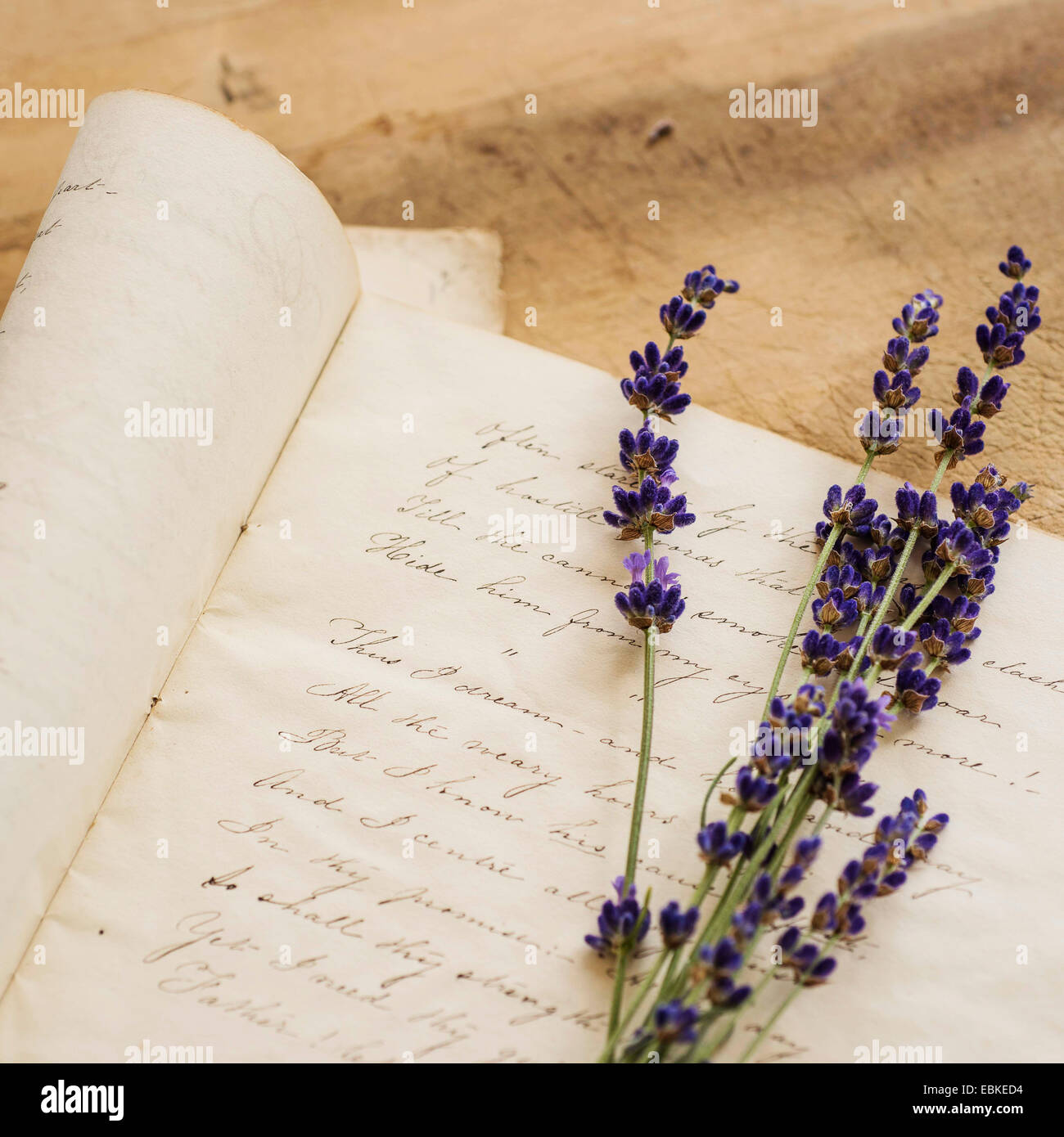 Studio shot of lavender on antique handwriting Stock Photo - Alamy