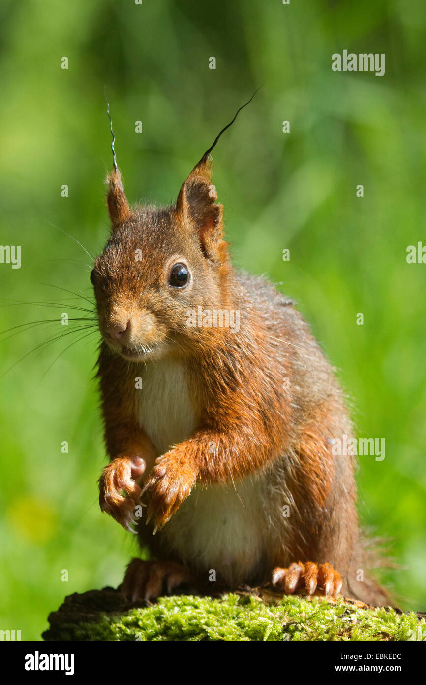 Juvenile squirrel hi-res stock photography and images - Alamy